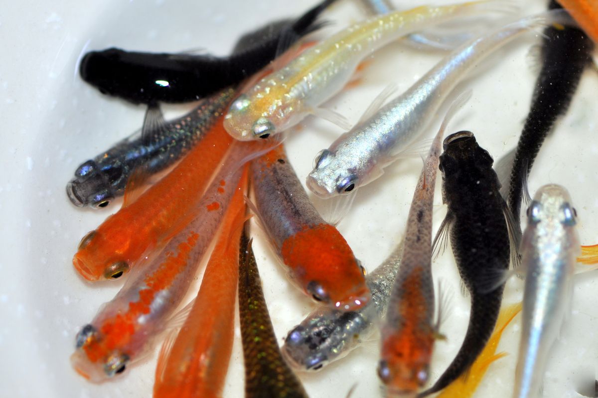 【イベント情報】大分県内の9月開催ピックアップイベント① | ドリップまとめ | OITA Drip. オオイタドリップ ｜ 大分県下最大級の総合情報サイト